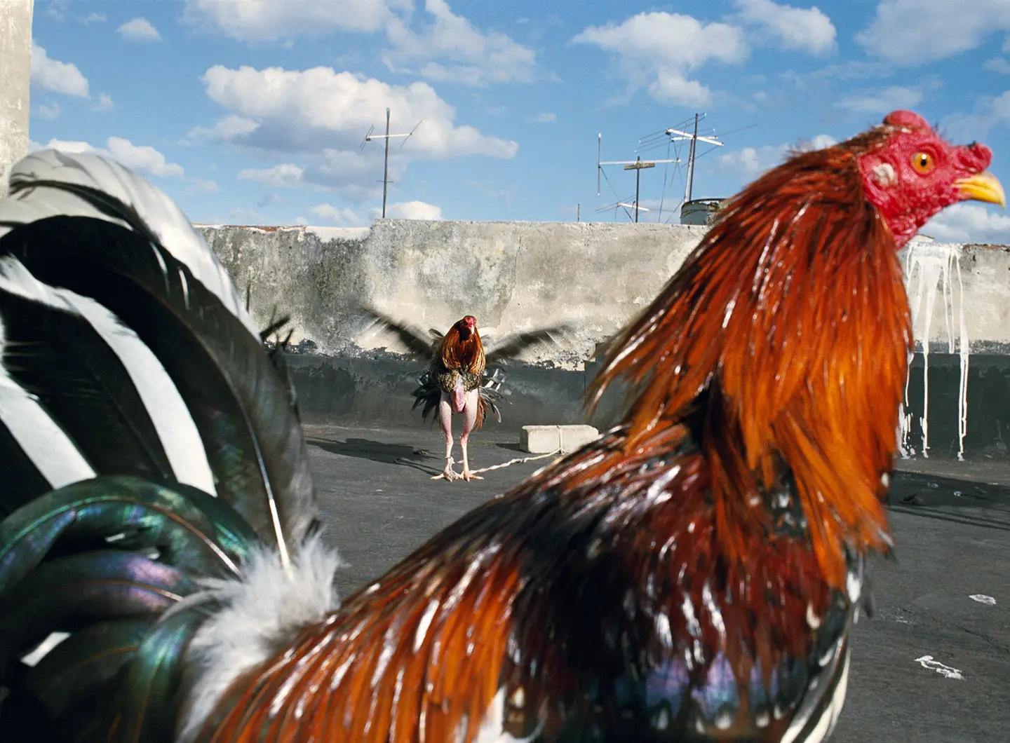 Alex Webb & Rebecca Norris Webb: imperfect rhymes | Salone del Mobile